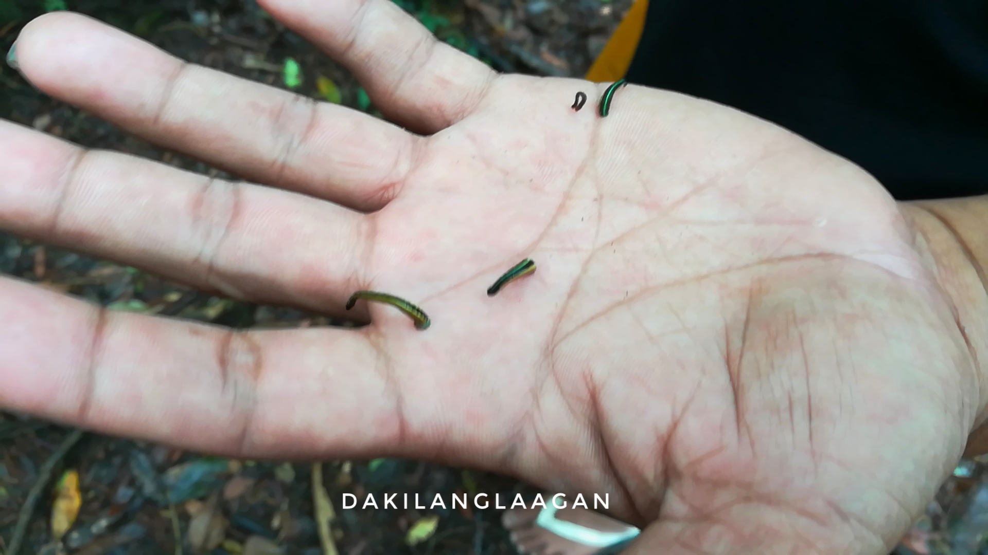 How to Get Rid of Those Blood-Sucking Limatiks? – Dakilanglaagan