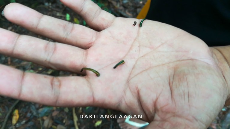 How to Get Rid of Those Blood-Sucking Limatiks? – Dakilanglaagan
