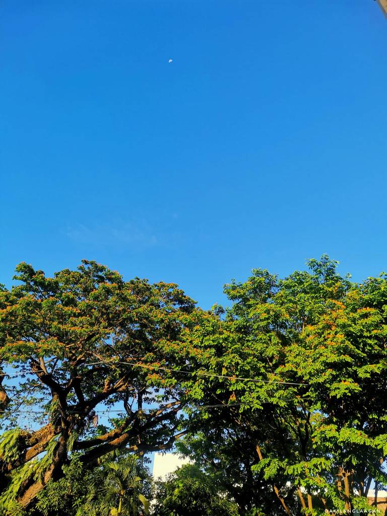 When Narra trees bloom… – Dakilanglaagan
